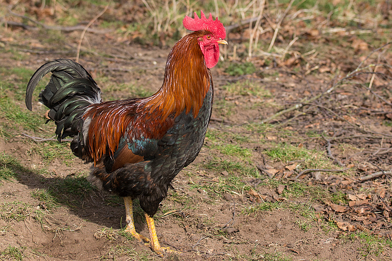 Welsummer Chicken Care Guide Color Varieties And More